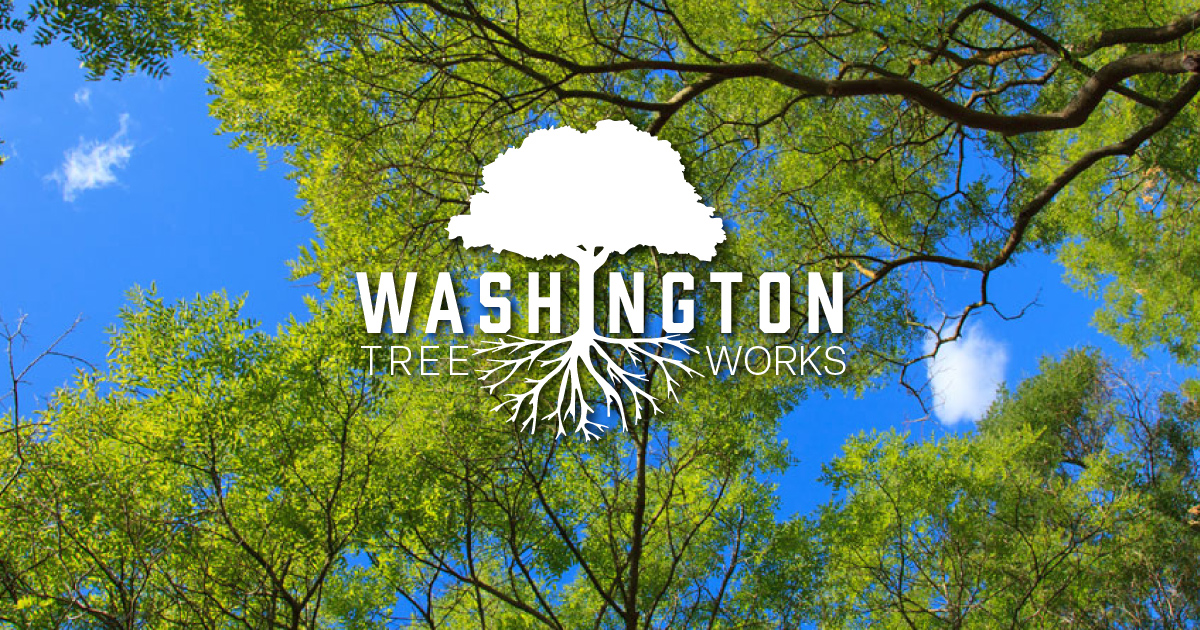 Washington, MO Full-Service Tree Care | Washington Tree Works
